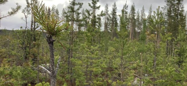 Moose browsing damage in Finland and Sweden - Skogsstyrelsen