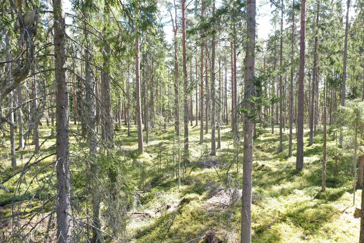 Hyggesfritt bör öka där det är motiverat - Skogsstyrelsen