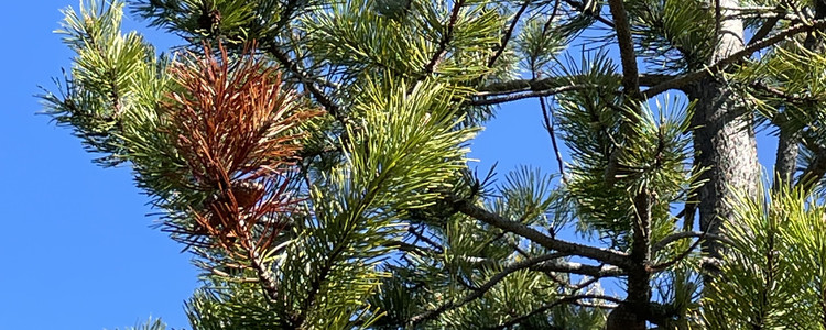 Svampskador - Skogsstyrelsen