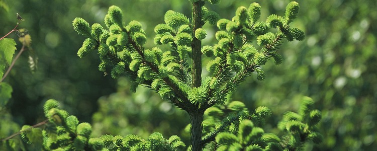 Skogsstyrelsen - Plantering