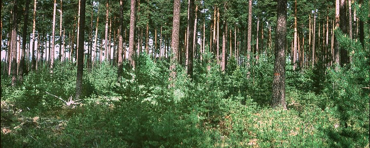 Skogsstyrelsen - Hyggesfritt skogsbruk